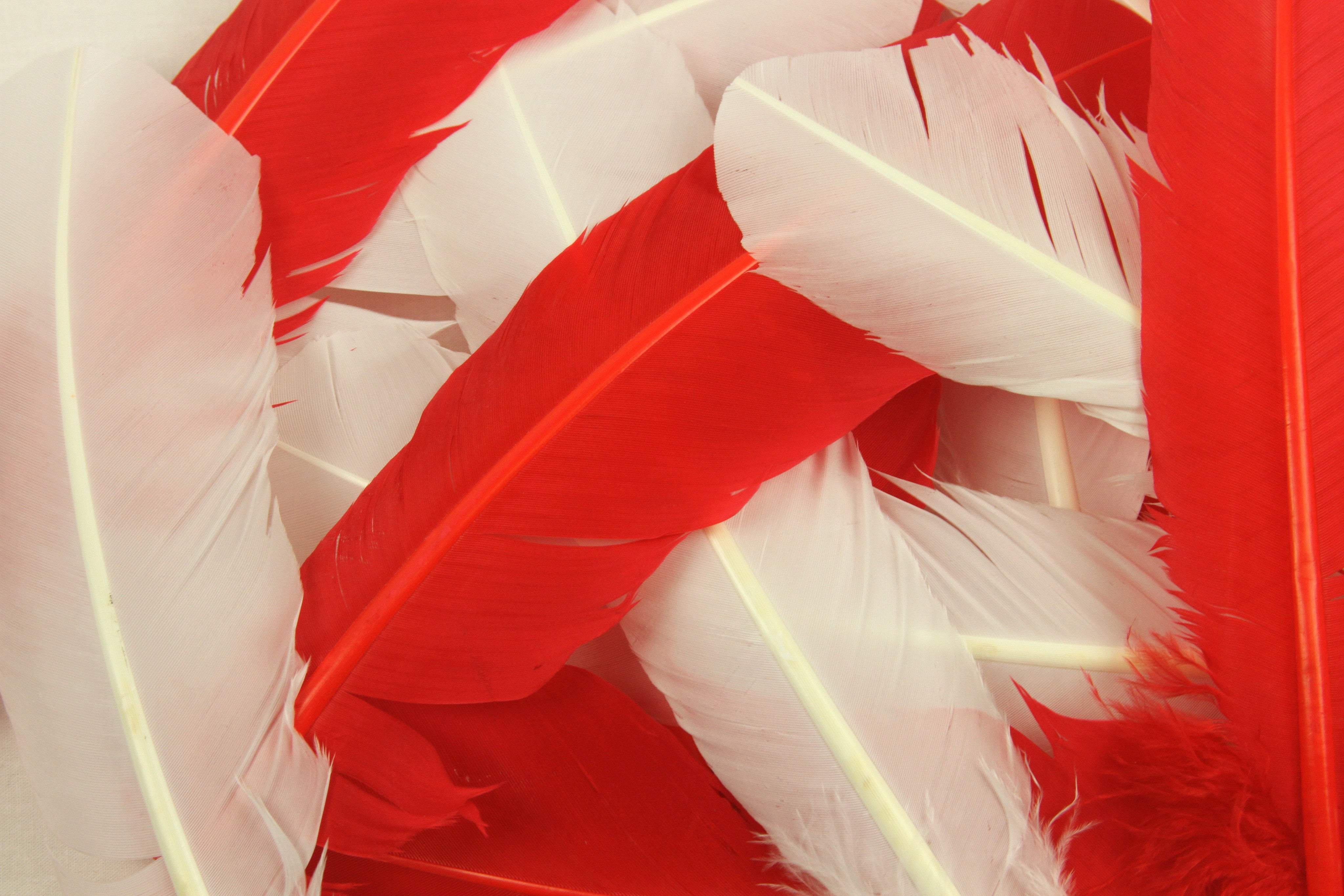 Turkey Feathers for Sale Online USA | Fancy Feather